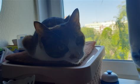 Наша кошка Пикабу