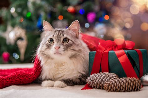 Best Ts Under 30 For Your Cats Rufus And Coco Australia