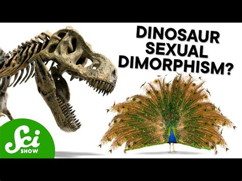 How To Determine The Sex Of A Fossil Schooltube