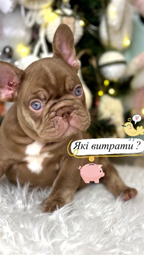 ФРАНЦУЗЬКИЙ БУЛЬДОГ 🐾ПУДЕЛЬ 🐾 Часто люди наважуються на цуценя після