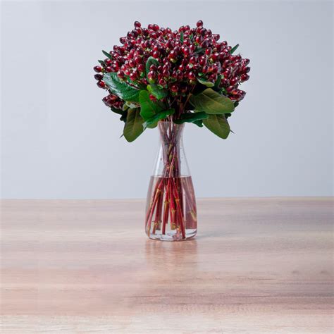 Hypericum Romance Floral Chain Group