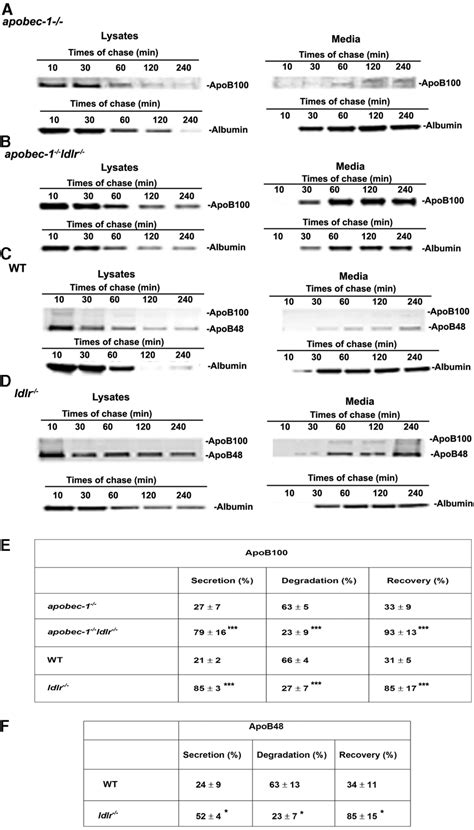 Hepatic Apob Synthesis And Secretion From Murine Primary Hepatocytes Download Scientific