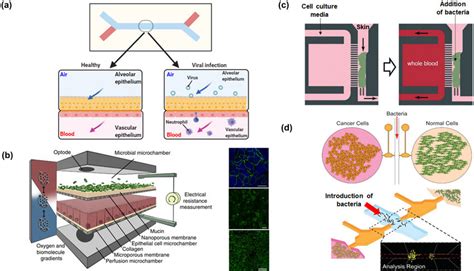 Microfluidic Based In Vitro Models For Mimicking Host Microbe