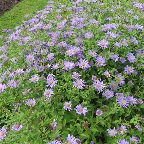 Bergaster - Aster amellus 'Sonia'