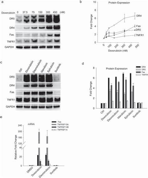 Anthracyclines Upregulate The Expression Of Death Receptors In Ips Cms Download Scientific