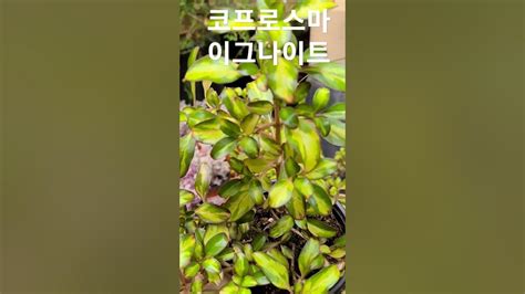 더그린가든센터 코프로스마 이그나이트 Youtube