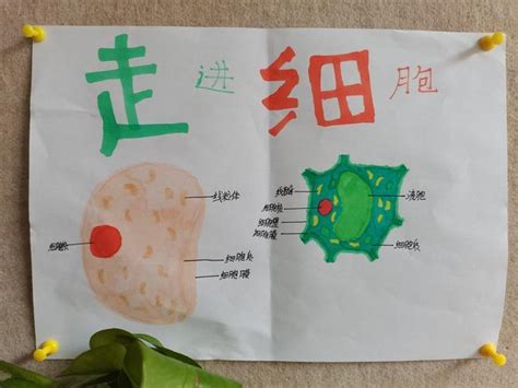 高中生物必修一人教版知识手抄报 高中生手抄报 普车都