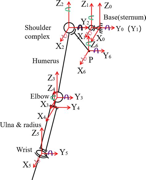 The Coordinate Systems For The Equivalent Kinematic Model Of Human Arm Download Scientific