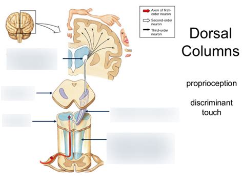 Dorsal Column Pdf Neuroanatomy Posterior Column Dorsal Column Kccr