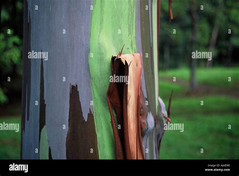 Tree In Kauai Hawaii Stock Photo Alamy