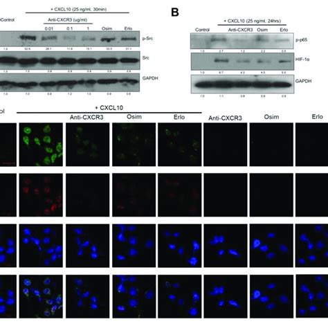 Activation Of The Oncogenic Cxcr3 Src Pathway In Egfr Mutant Lung