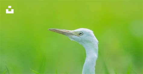 풀밭에 있는 새의 클로즈업 사진 Unsplash의 무료 새 이미지