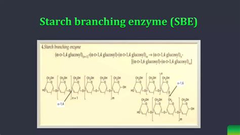 Metabolism Of Starch Synthesis Ppt
