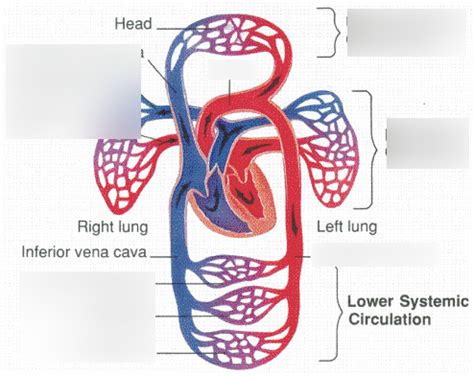 Systemic Circuit Diagram Quizlet
