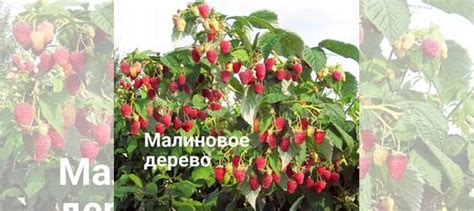 Саженцы Малинового дерева Таруса, Крепыш купить в Санкт-Петербурге ...