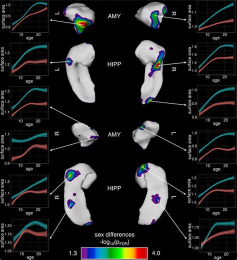 Foci Of Statistically Significant Sex Differences In Development Of Download Scientific Diagram