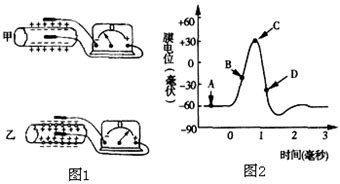 神经冲动在神经纤维上的传导形式是 A 静息电位 B 动作电位 C 突触传导 D 反射弧青夏教育精英家教网