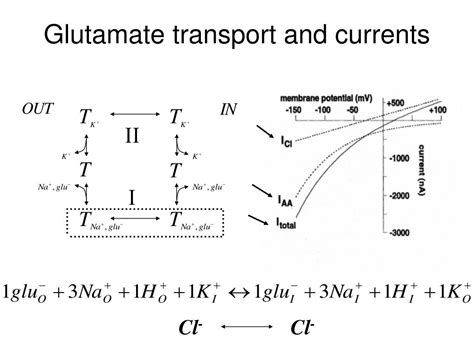 Ppt Structure And Function Of Neurotransmitter Transporters Powerpoint Presentation Id 4702127