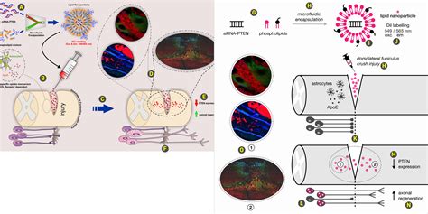 Martin Krzywinski Effective Graphical Abstract Design For Science