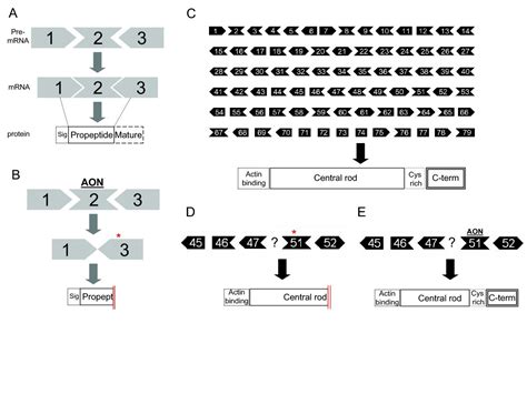 Dual Exon Skipping In Myostatin And Dystrophin For Duchenne Muscular Dystrophy Bmc Medical