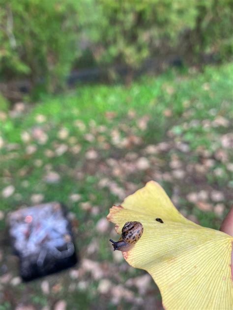 내장산 가을 단풍 캠핑