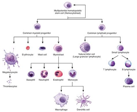 Acute Myeloid Leukaemia Introduction TeachMePaediatrics