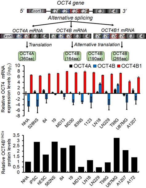 expression of oct4 variants in human glioblastoma cells a a