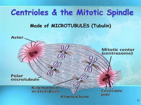 Ppt Name That Organelle Powerpoint Presentation Id 2045382