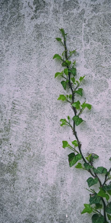 Завантажити шпалери на робочий стіл ПК Текстури Рослина Стіна Вюн Воач безкоштовно 158040