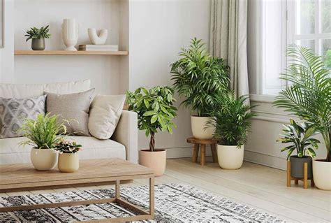Living Room With Plants