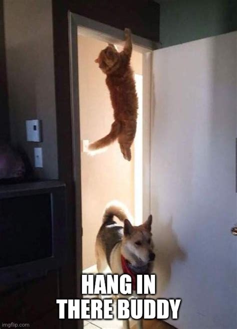 Hang In There Imgflip