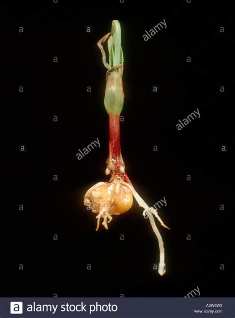 Pythium High Resolution Stock Photography And Images Alamy