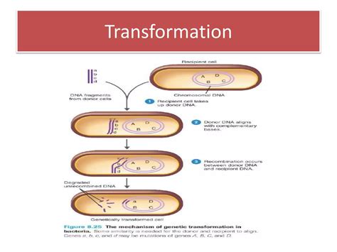 Bacterial Recombination 1 Pptx