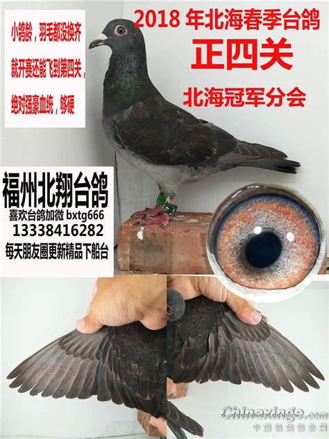 2020春季北海台鸽 2020北海台鸽 北海退潮表2020 第13页 大山谷图库