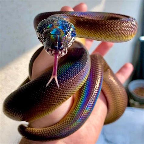 🔥 White Lipped Python {leiopython} 🔥 R Natureisfuckinglit