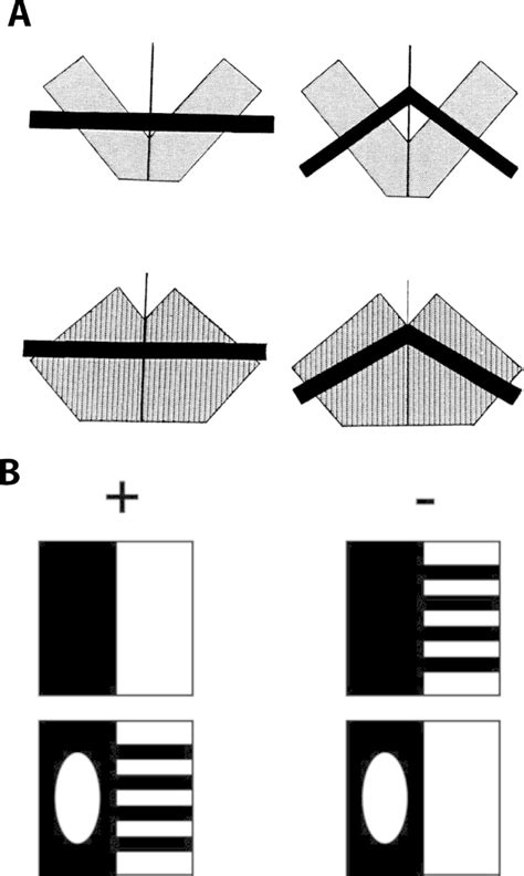 Invariant Visual Object Recognition And Shape Processing In Rats Pmc