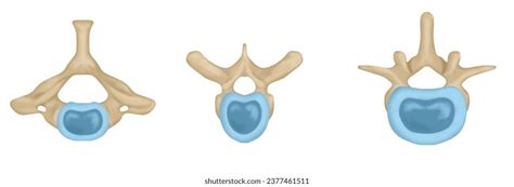 Cervical Thoracic And Lumbar Vertebrae