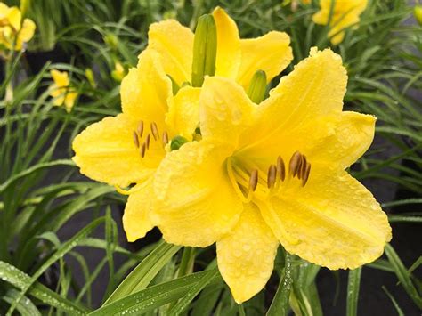 Happy Returns Daylily Canary Yellow Daylily Plant