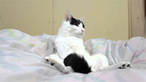 おすわりちび Cat sitting 1 YouTube