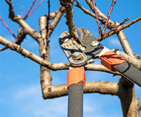 Tree Removal Port Of Brisbane Trimming Lopping Stump Grinding