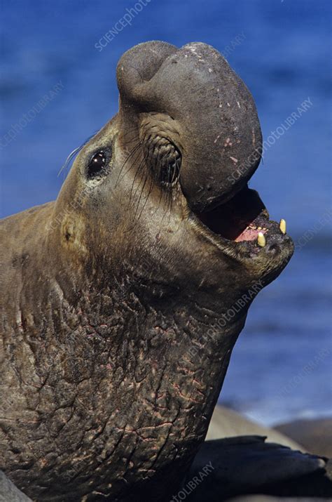 Northern Elephant Seal Male Stock Image C057 9752 Science Photo