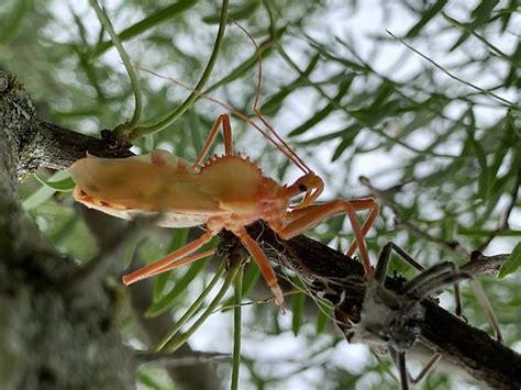 Arilus Cristatus Bugguide Net