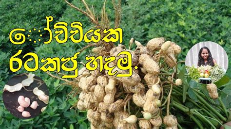 පෝච්චියෙන් රටකජු ඵලදාව Youtube