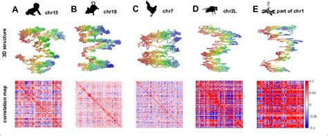 Universality Of The Layer Cake Organisation In Metazoan And Plant