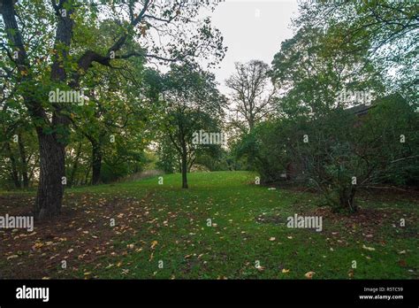 Single Isolated Large Big Tree In Nature Environment With Huge Trunk And Foliage Around Stock