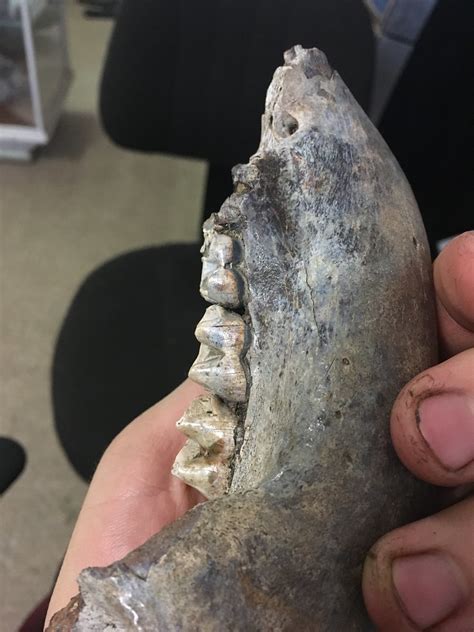 Procoptodon Teeth Fossil Id The Fossil Forum