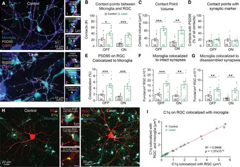 Microglia Target Synaptic Sites Early During Excitatory Circuit