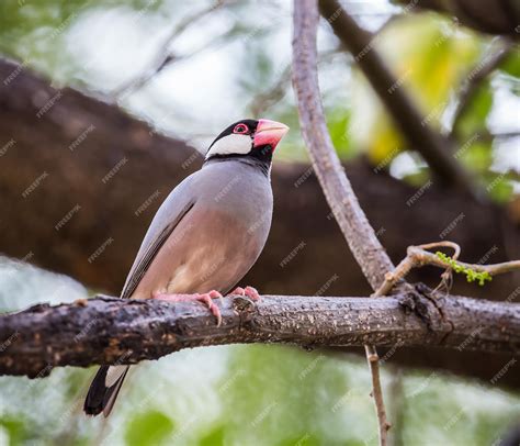 Premium Photo Java Sparrow On Branch Tree Premium Photo Java Sparrow On Branch Tree