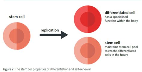 Biology Unit 2 Exam Flashcards Quizlet