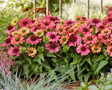 Echinacea Evolution Colorific Bare Roots — Buy Exclusive Coneflowers